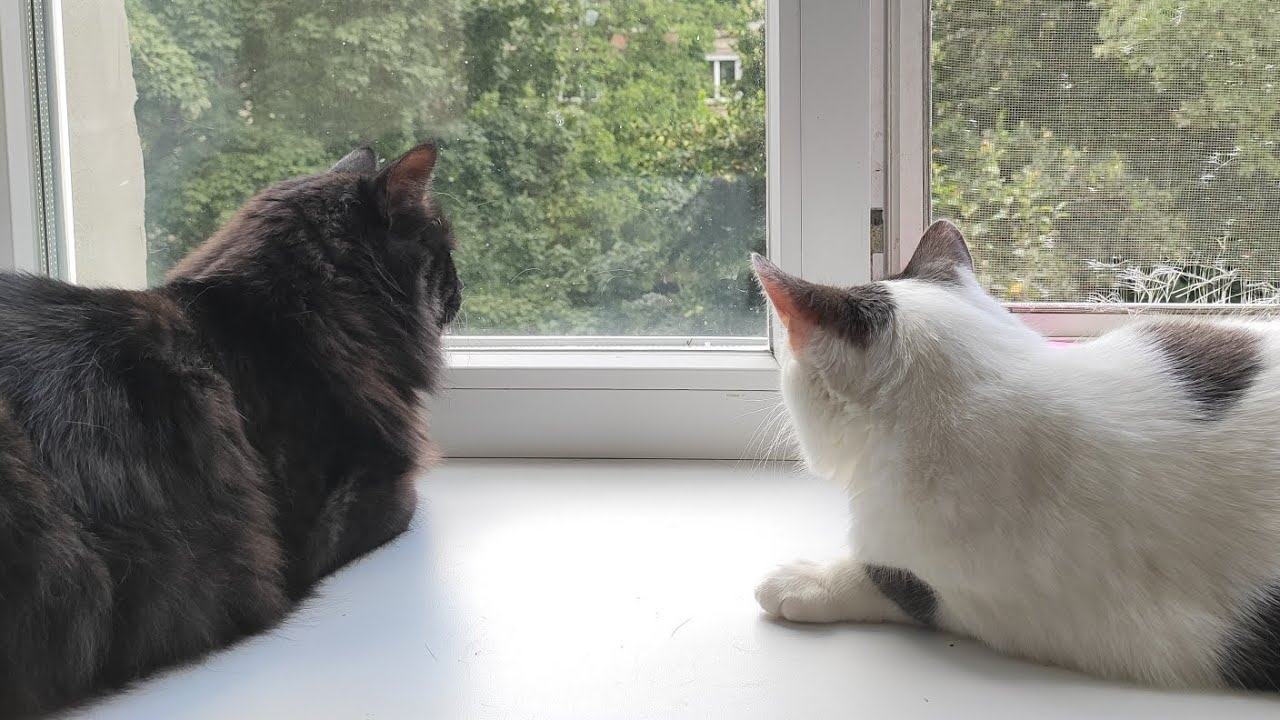 Funny CAT videos Relaxing CATS my CATS WORKING HARD #funnycatvideos # ...