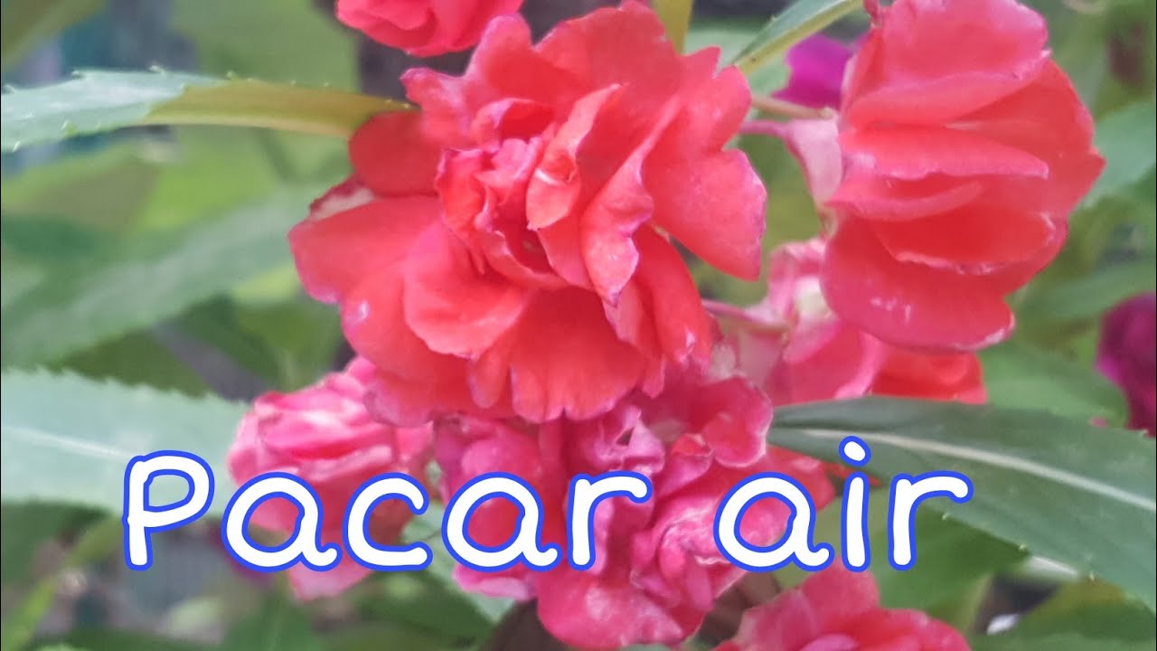 Bunga pacar air - YouTube