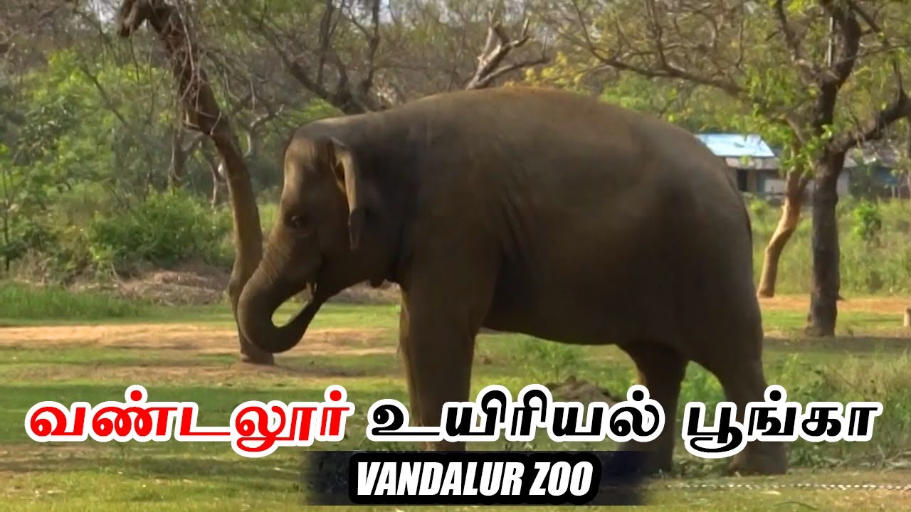 Vandular Zoo Indian Gaur,Elephant,Graffie,zebra | Vandalur Zoo ...