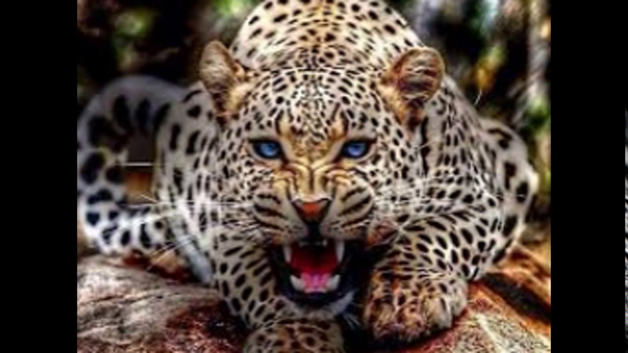 Animales y la velocidad del guepardo chita - YouTube
