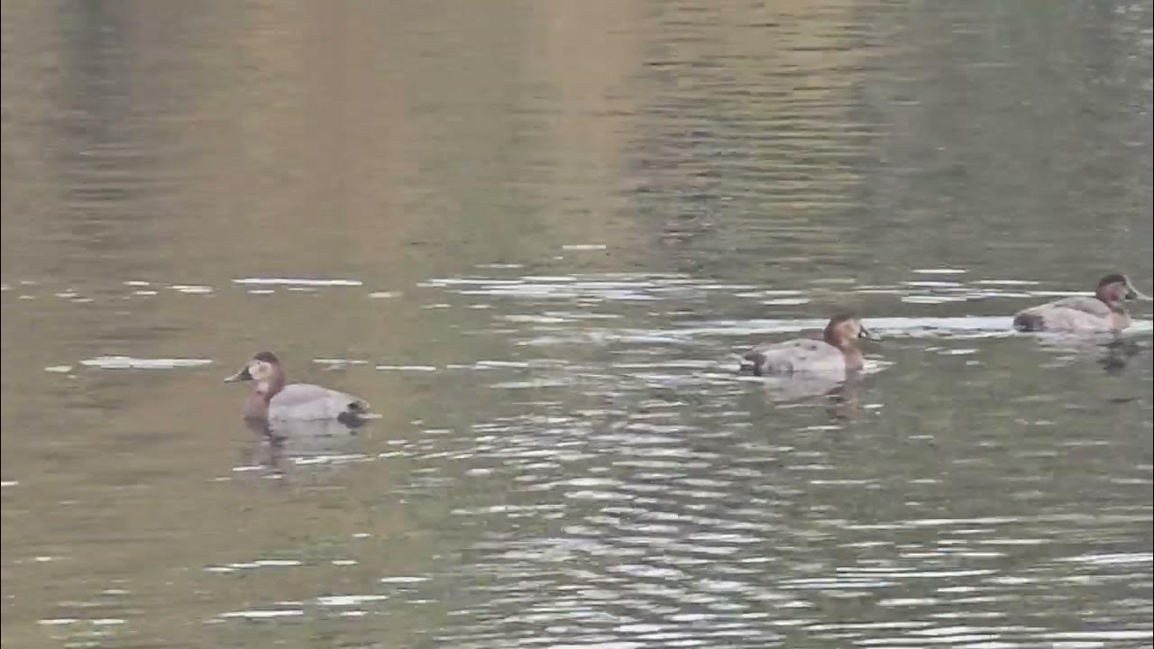 2024-11-21 (I) Naravni rezervat Lagunska ribogojnica ANSERIFORMES Aythya ferina SIVKA - YouTube