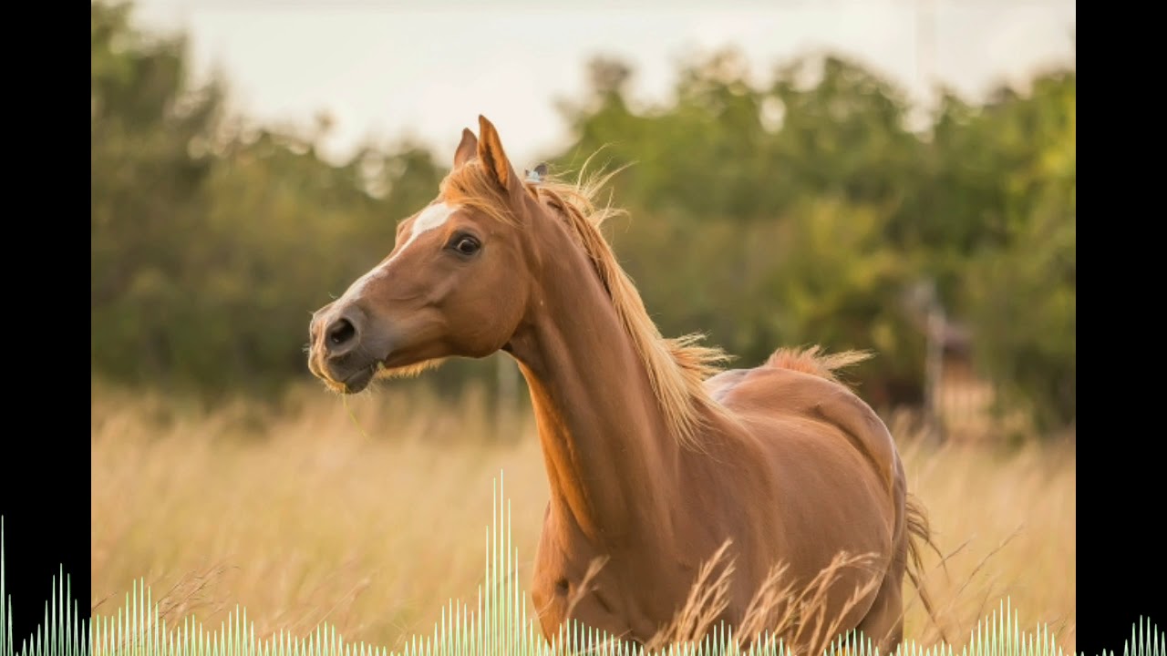 Horse Riding sound with Beautiful pictures.Relaxing Sound.It will help ...