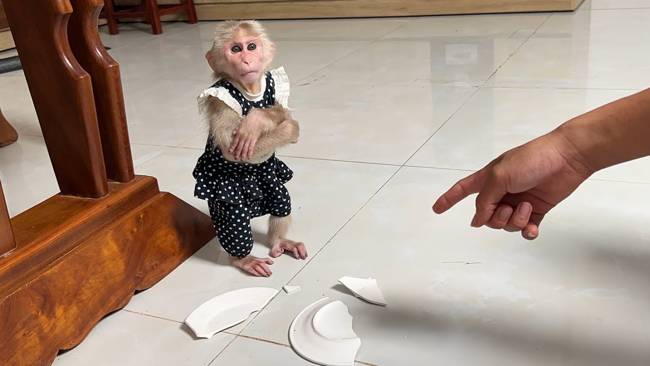 OMG😨!Monkey Luk Reacts Super Smart to avoid fines - YouTube