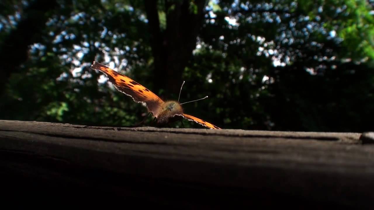 Butterfly with HDR-XR520V and Precision Optics wide angle - YouTube