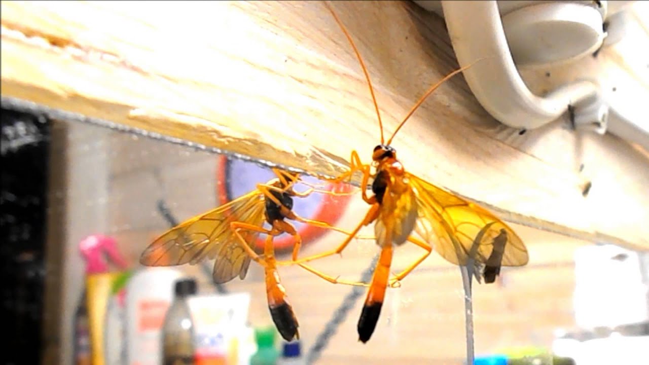 Nocturnal Wasp - Netelia - YouTube