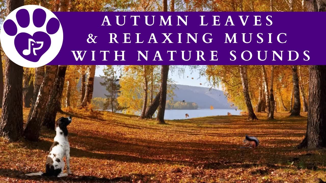 Autumn Leaves + Relaxing Music with Nature Sounds [8 Hours of Pet Music ...