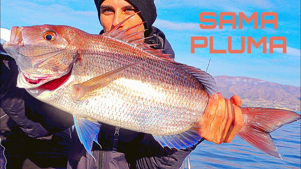 💥Récord de Sama Pluma al Vivo para David | Pesca en Embarcación - YouTube