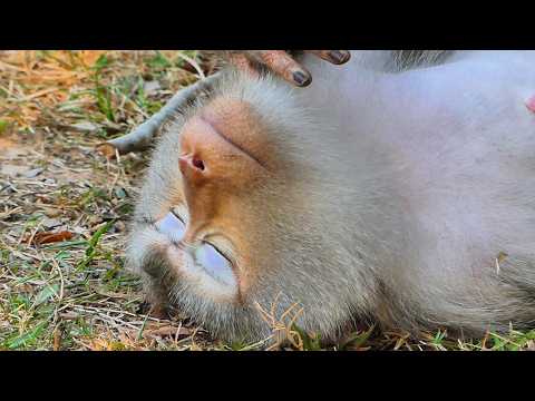 Congrats, Monkey Libby! Finally, Libby the Monkey will meet her family. Who will greet Libby first?