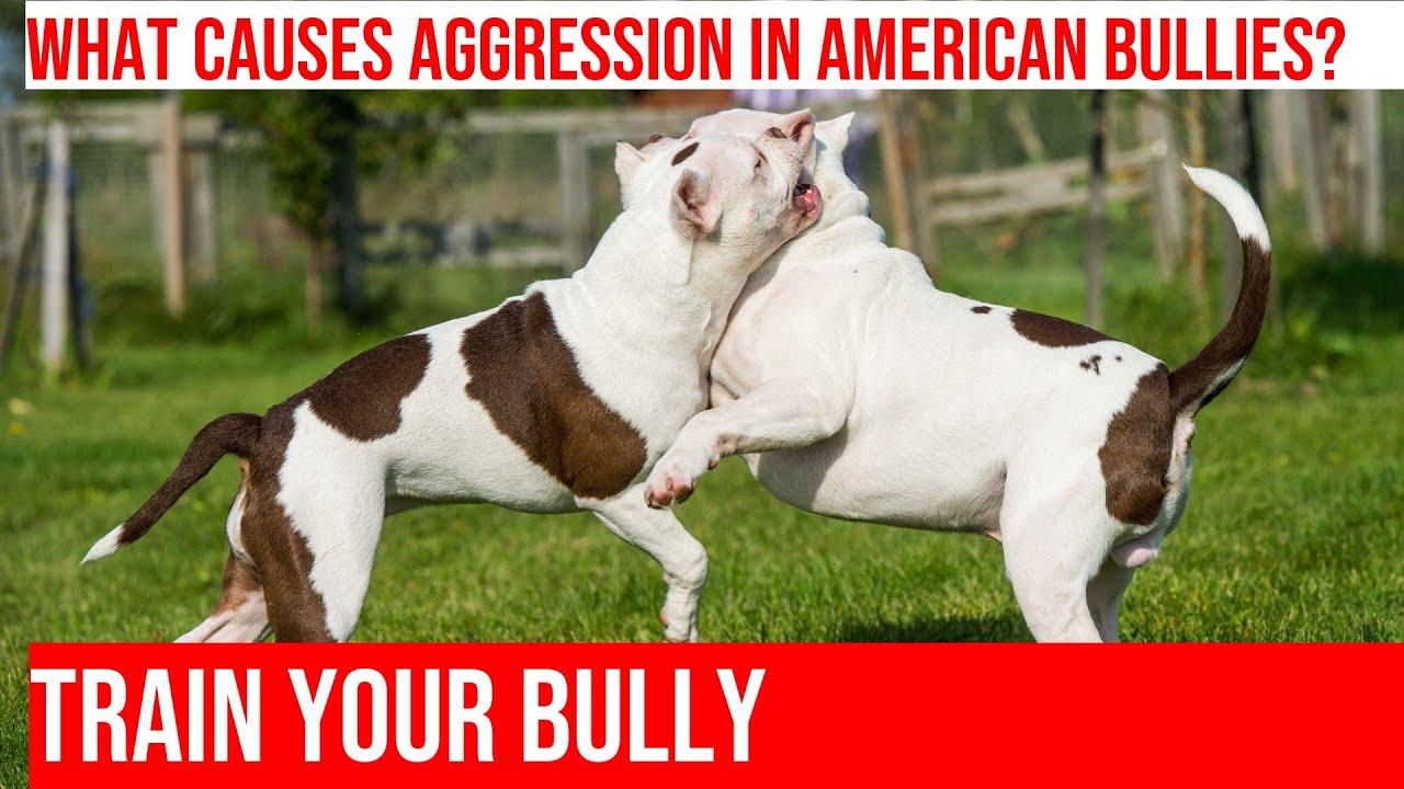 Tackling Aggression in American Bullies: Behavior Modification - YouTube