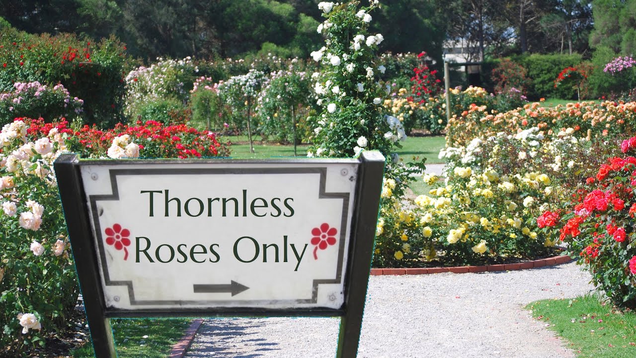 Thornless Rose Bush Plant
