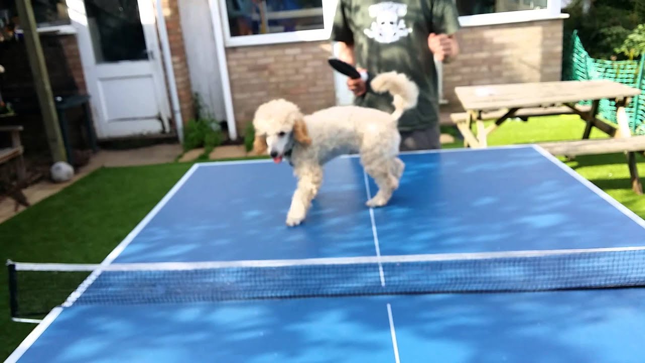 Puppy ping pong? - YouTube