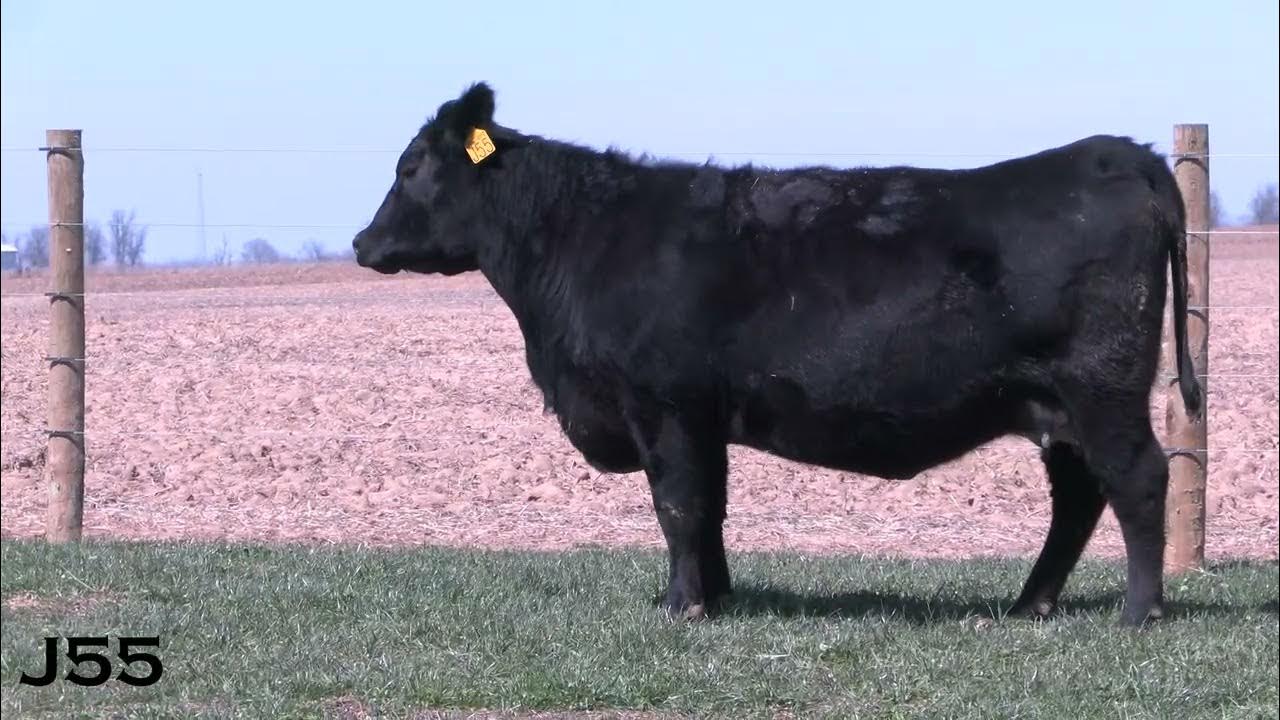 J55 - Mignonne S S J55 - YouTube