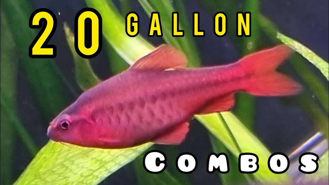 4 GREAT Fish Combos for a 20 GALLON AQUARIUM - YouTube