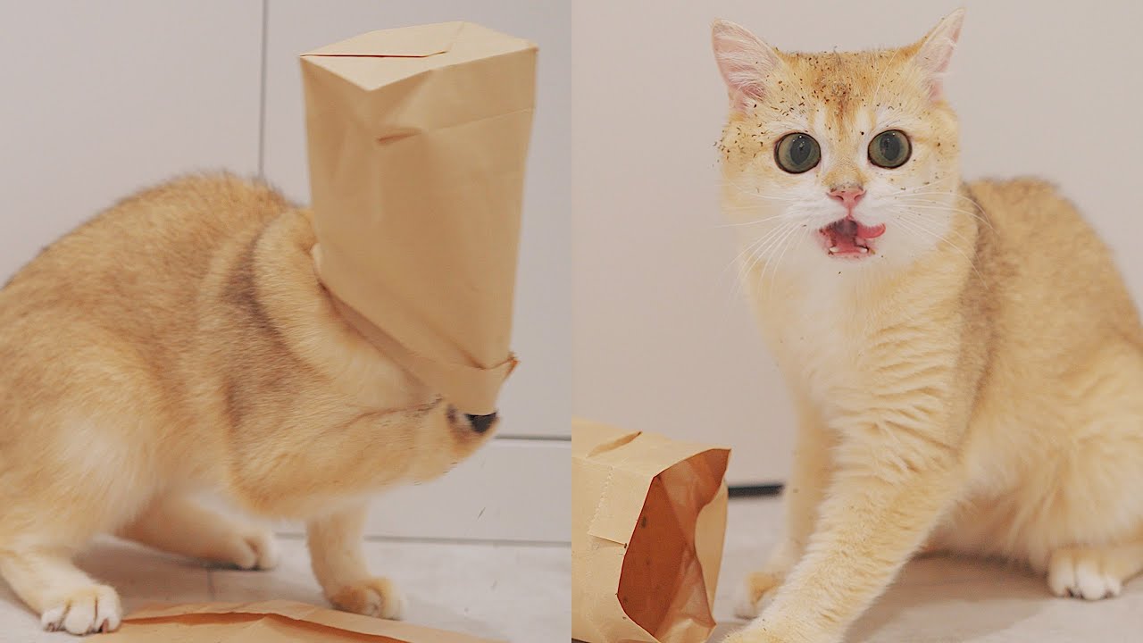 Catnip + Paper Bag = Cat Trap 🤣 - YouTube