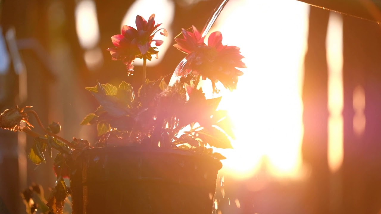 Watering Flower Pot (4K) {NO COPYRIGHT} - YouTube