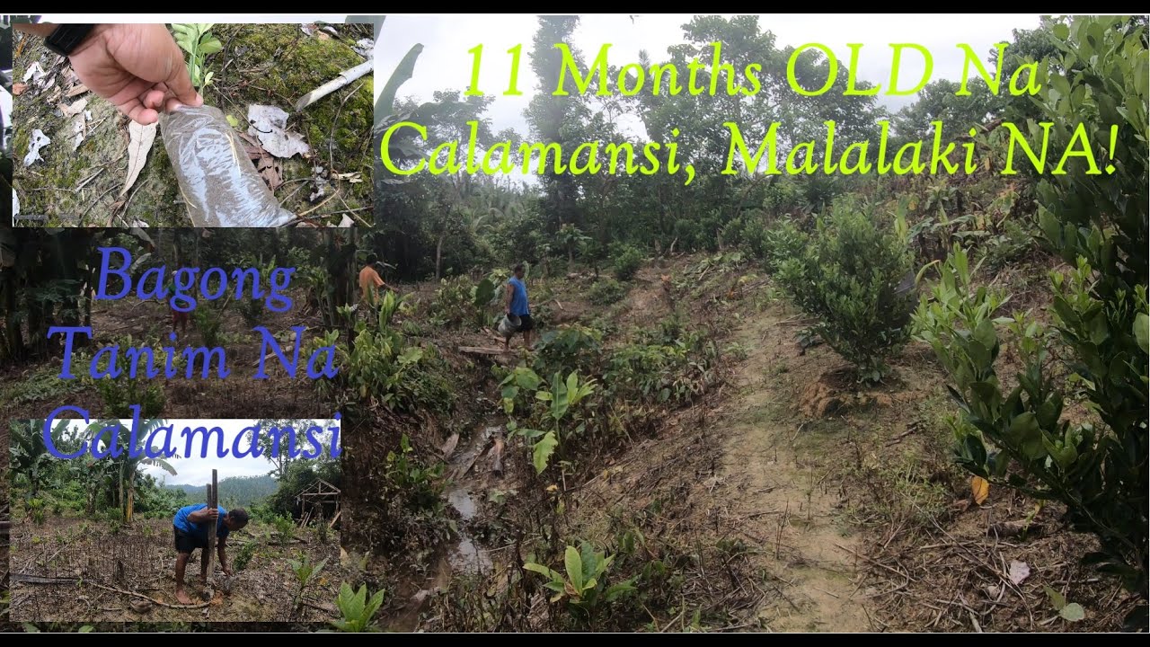 Calamansi Farming: SITE Visit & planting ng 165pcs Potted Marcot @ Area ...