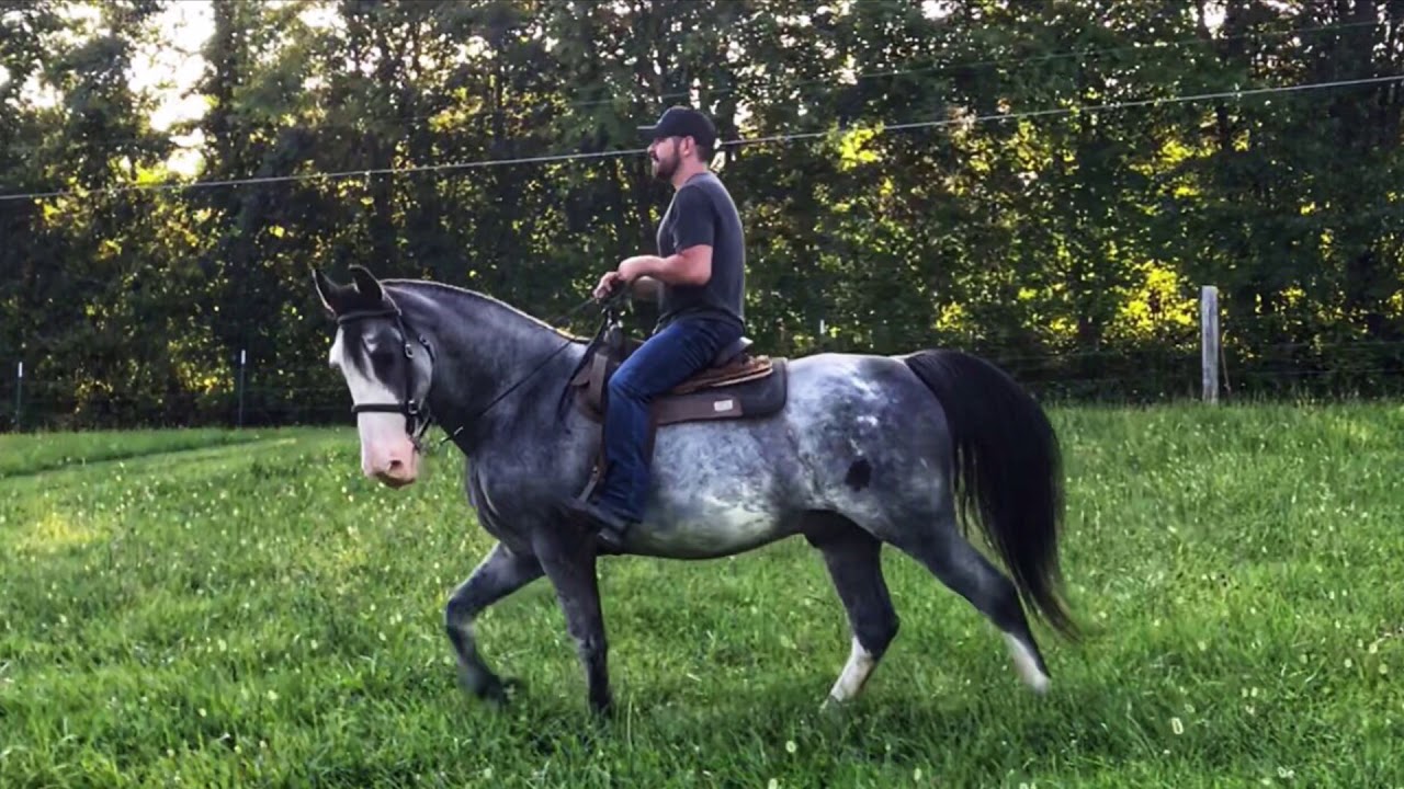 Stonewall- Big Blue Roan Sabino Gaited Gelding - YouTube