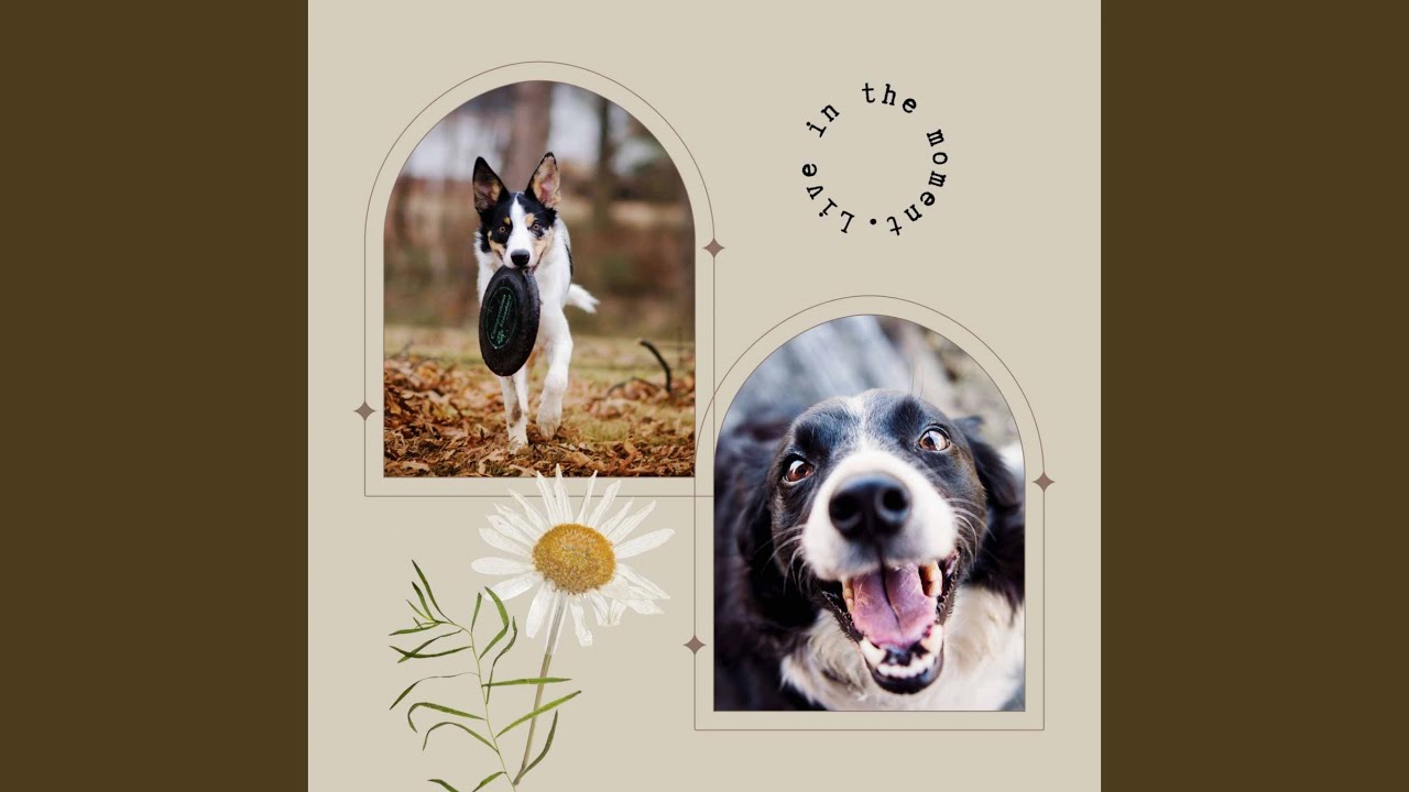 Background for The Relaxed Dog - YouTube