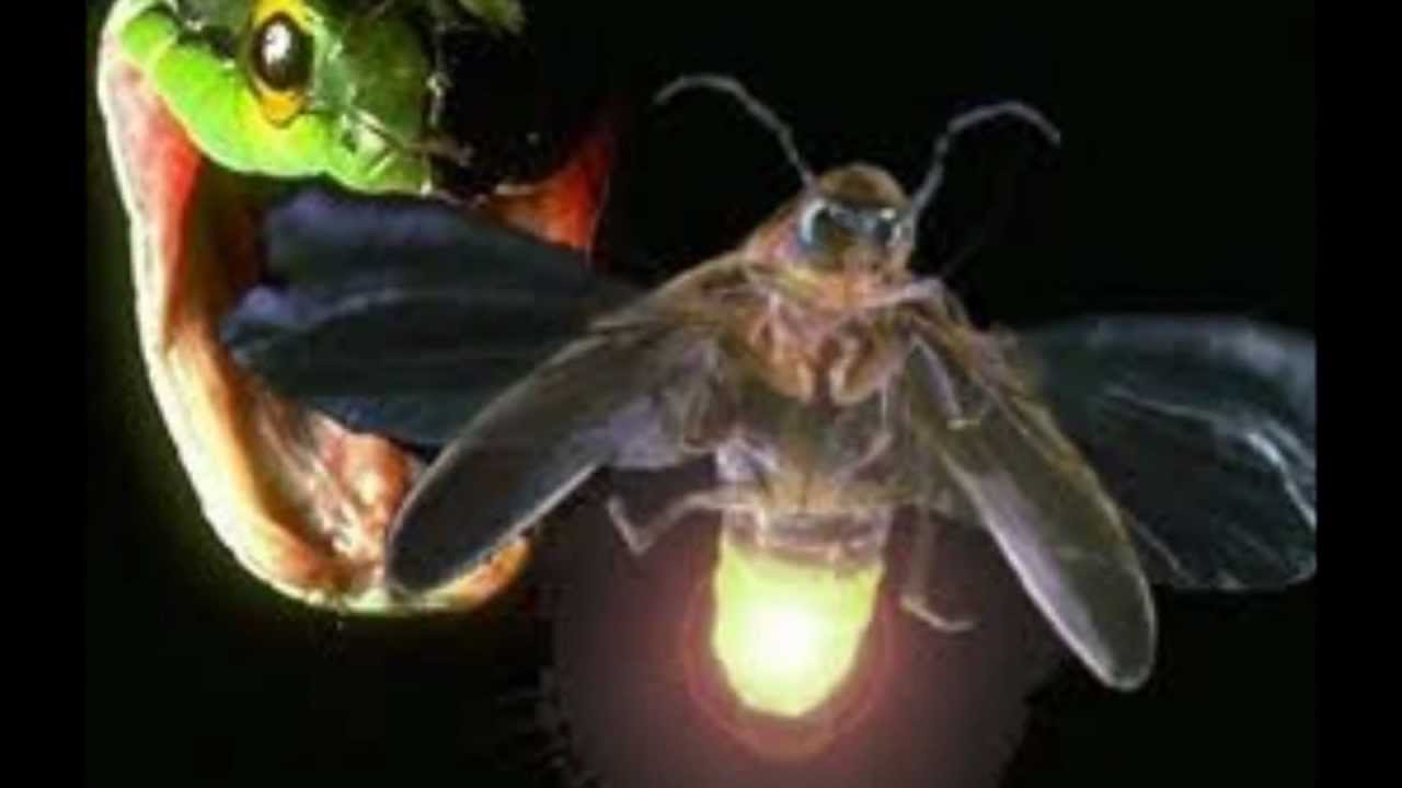 Reflexion de la luciernaga - YouTube