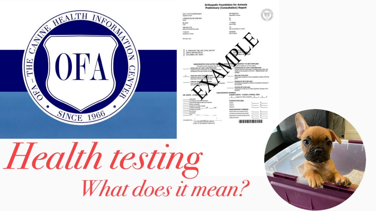 Health testing in Frenchies - YouTube