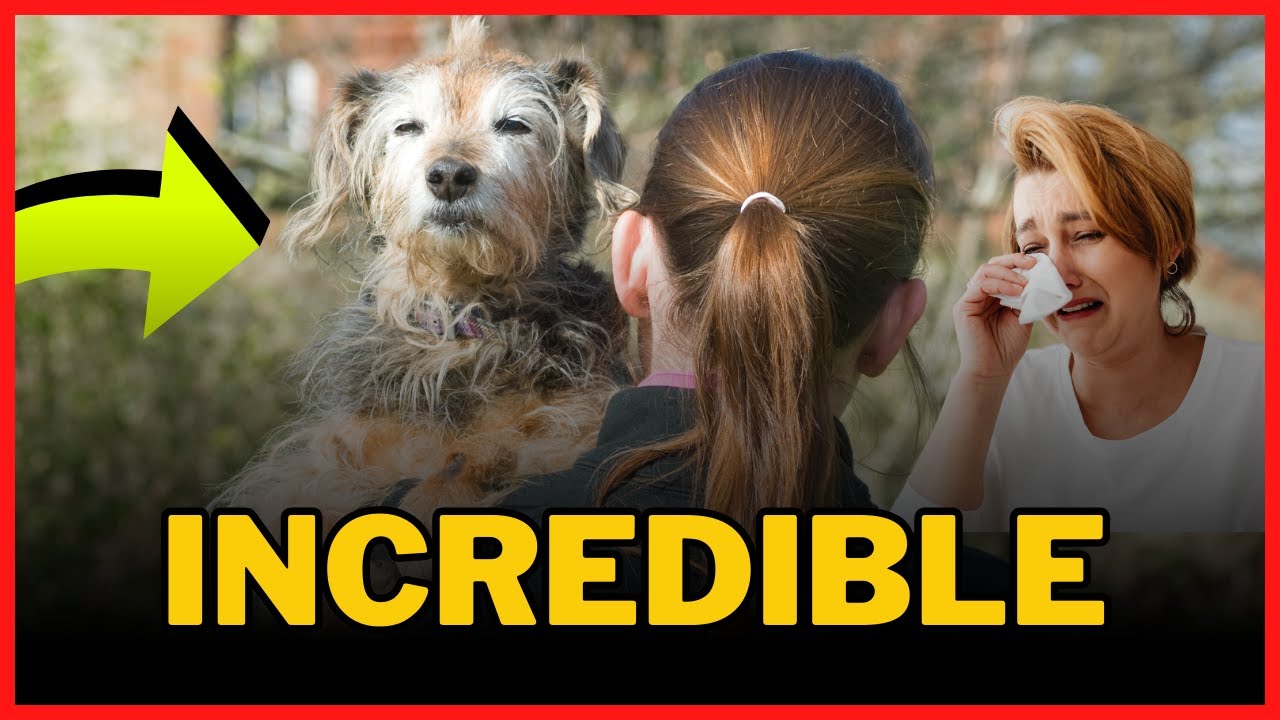 Exciting reunion: animals are reunited with their owners after years of ...