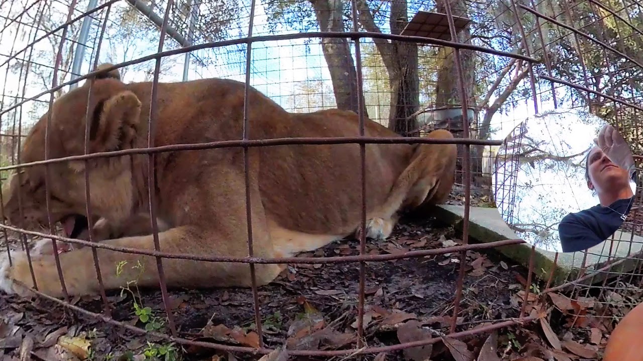 Keeper Afton Feeding Cameron Lion - YouTube