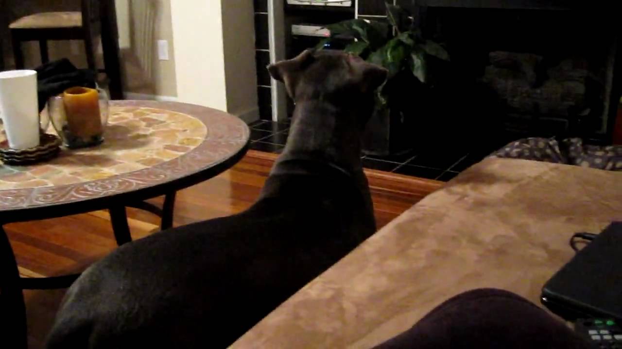 Pit Bull, Lady Watches Pit Boss on Animal Planet - YouTube
