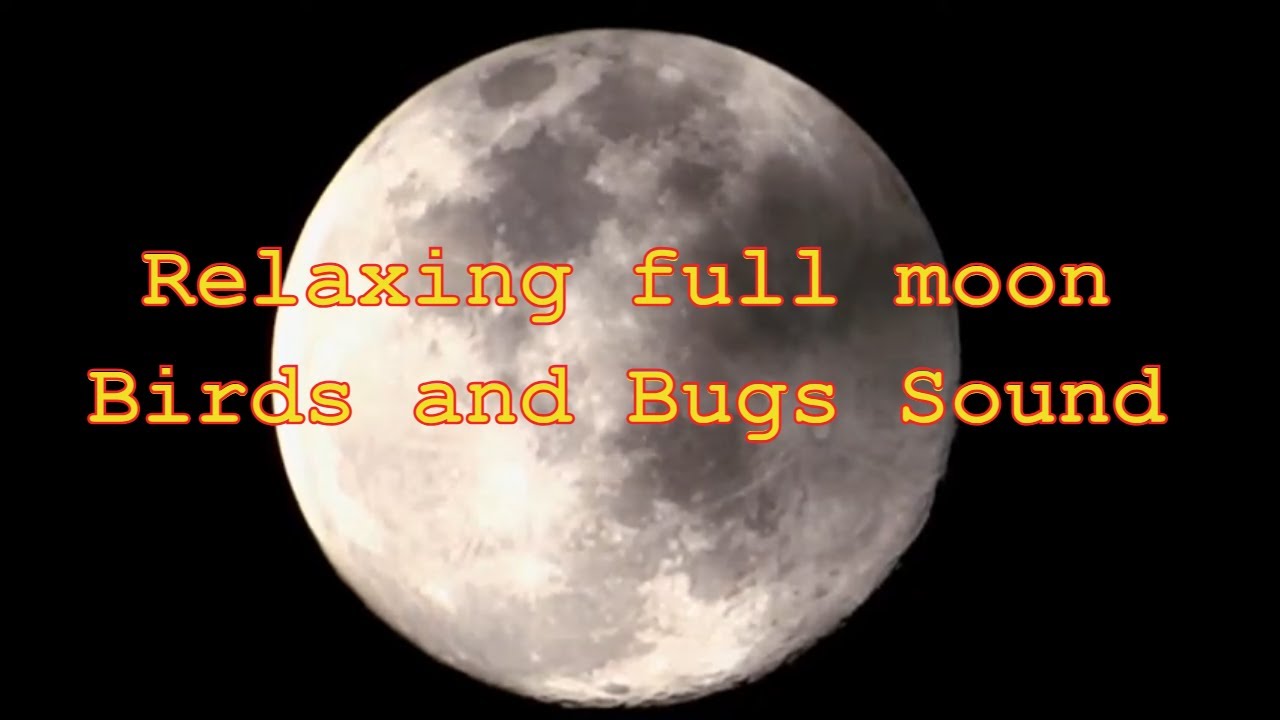Nature sounds at night with birds and insect for study music and sleep ...
