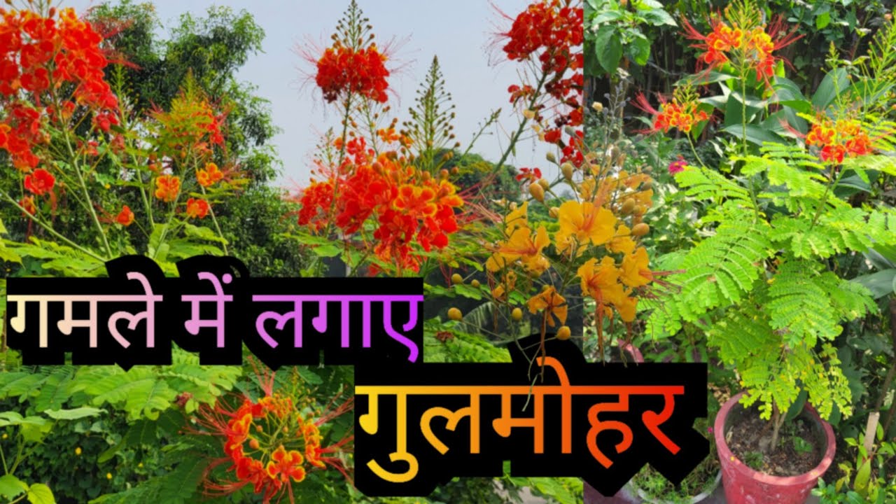How to Care Gulmohar in Pot - YouTube