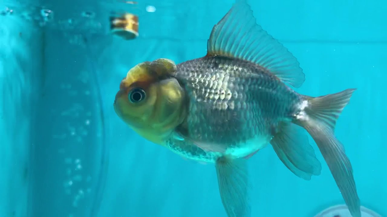 Goldfish Island SKU 1110OR00PA445TG2F6 - YouTube