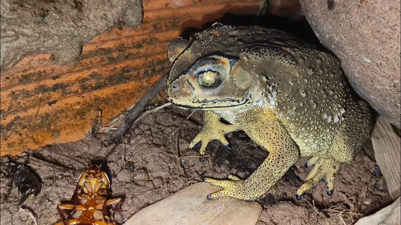 Wow toad eat cockroach😱😱😱😱#wow#animals#nature#cockroach#eating#funny# ...