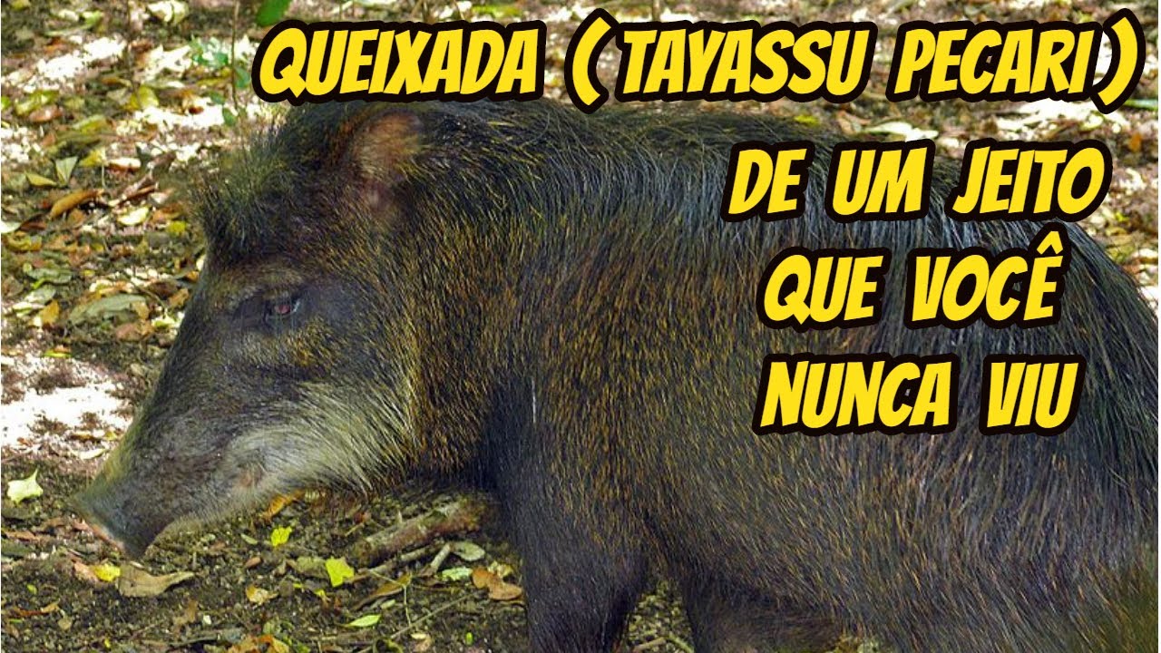 QUEIXADA (Tayassu pecari) DE UM JEITO QUE VOCÊ NUNCA VIU - YouTube