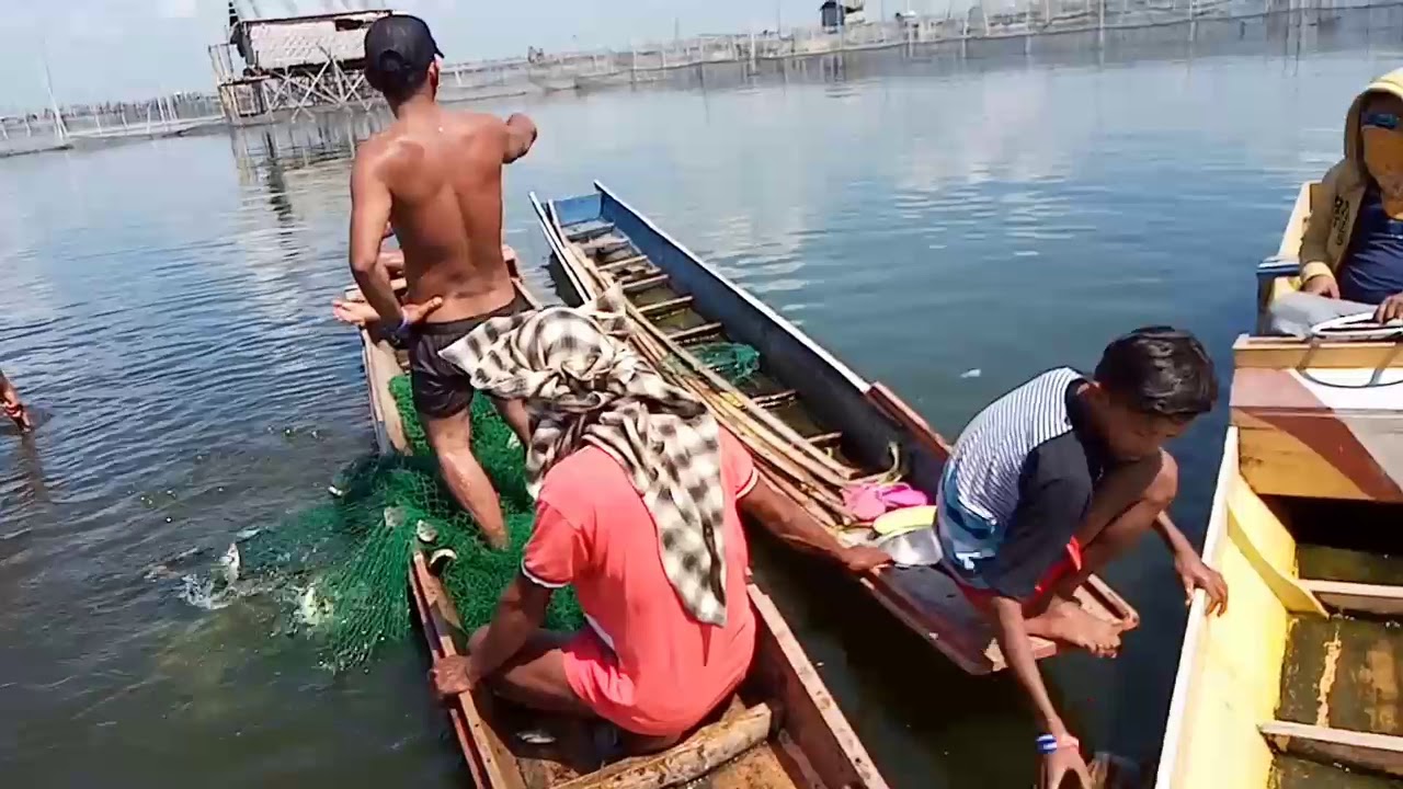 Fresh fish Tilapia Harvest @ lake Buluan - YouTube