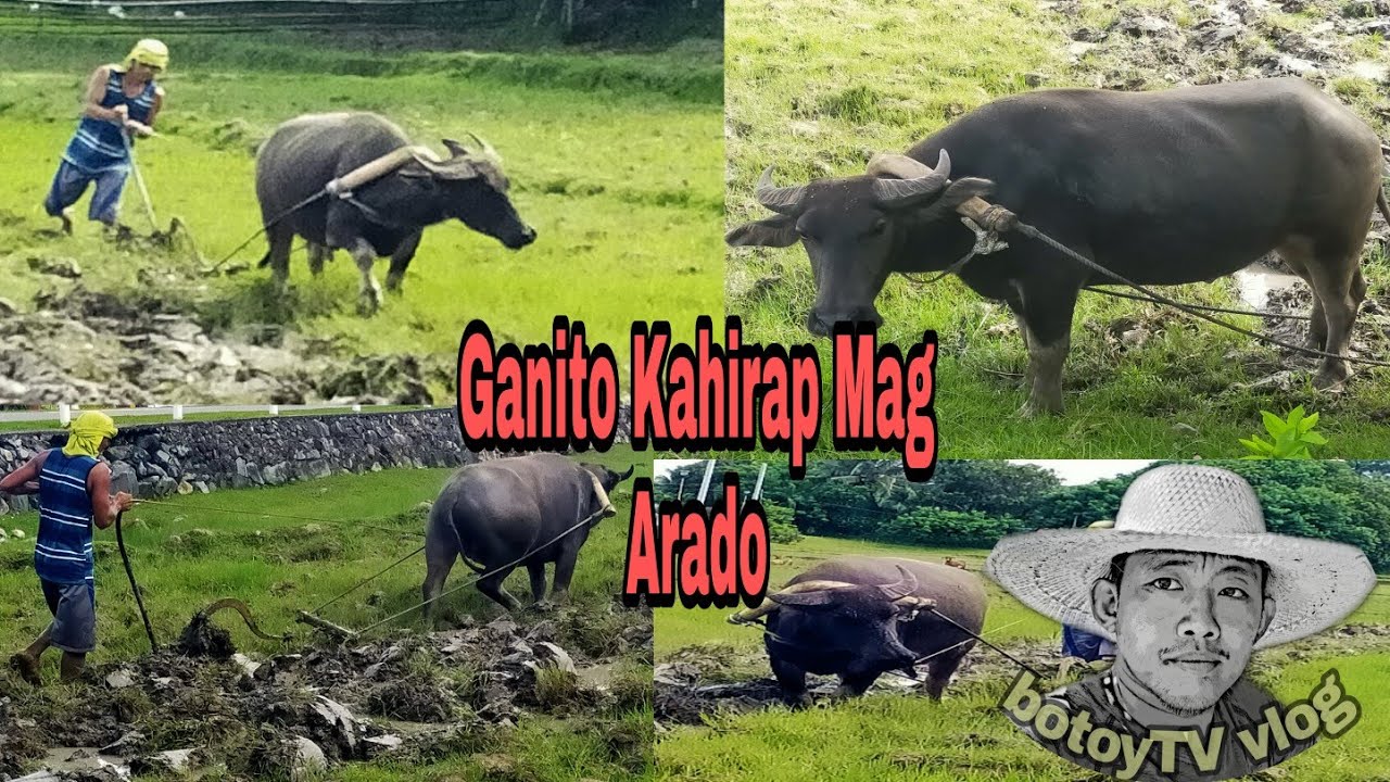 Kayod Kalabaw.buhay magsasaka. - YouTube