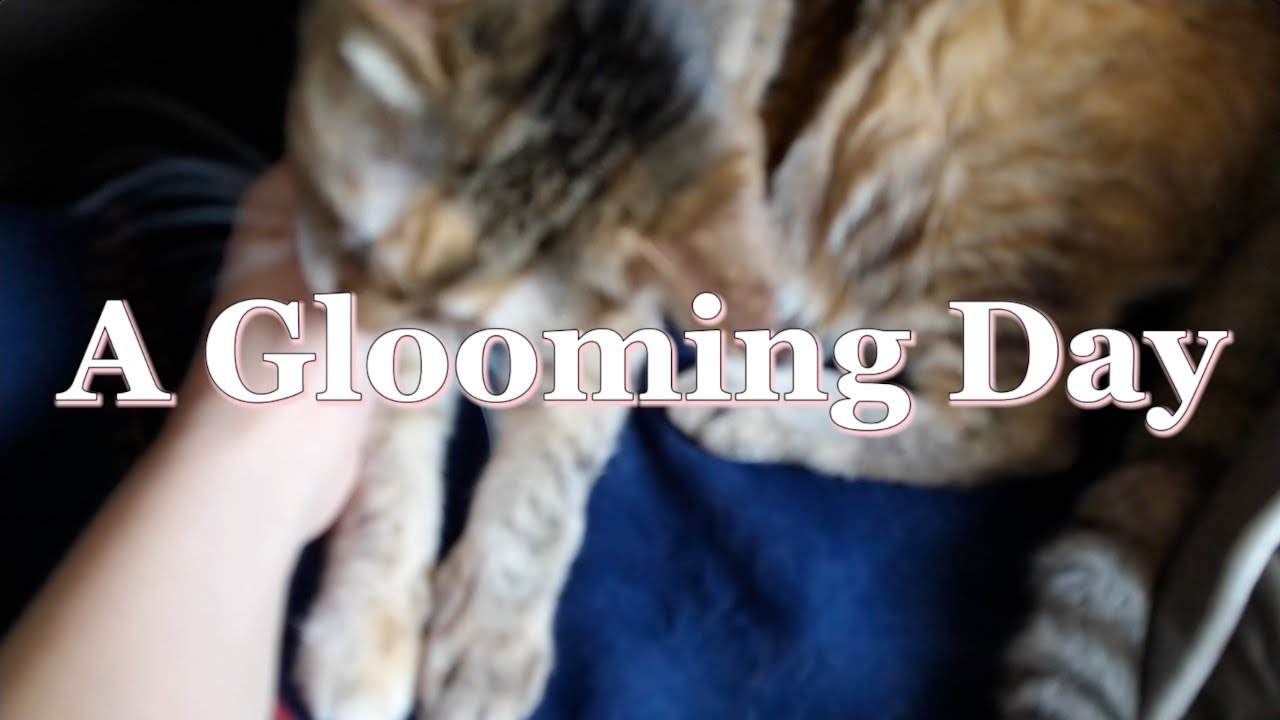 Aki-chan's Glooming Day - アキちゃんお忙しそうです。2025.3.1 - YouTube