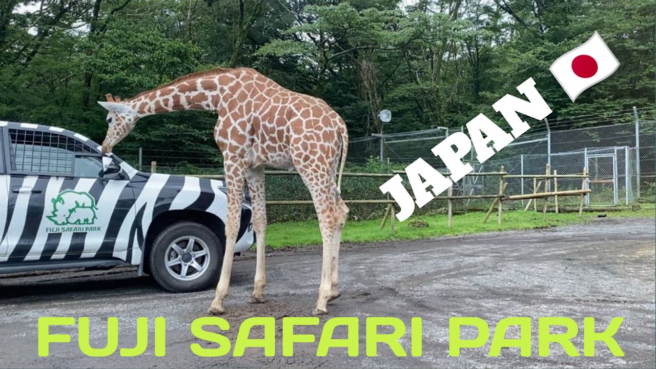 Fuji Safari Park Shizuoka Japan 富士サファリパーク / Japan Travel - YouTube