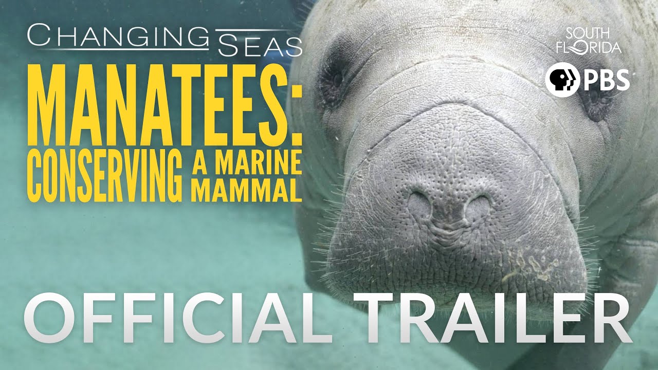 Manatees: Conserving a Marine Mammal - Trailer - YouTube