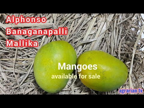 Alphonso || Benisha || Mallika || Mangoes for Sale || Natural Farming ...