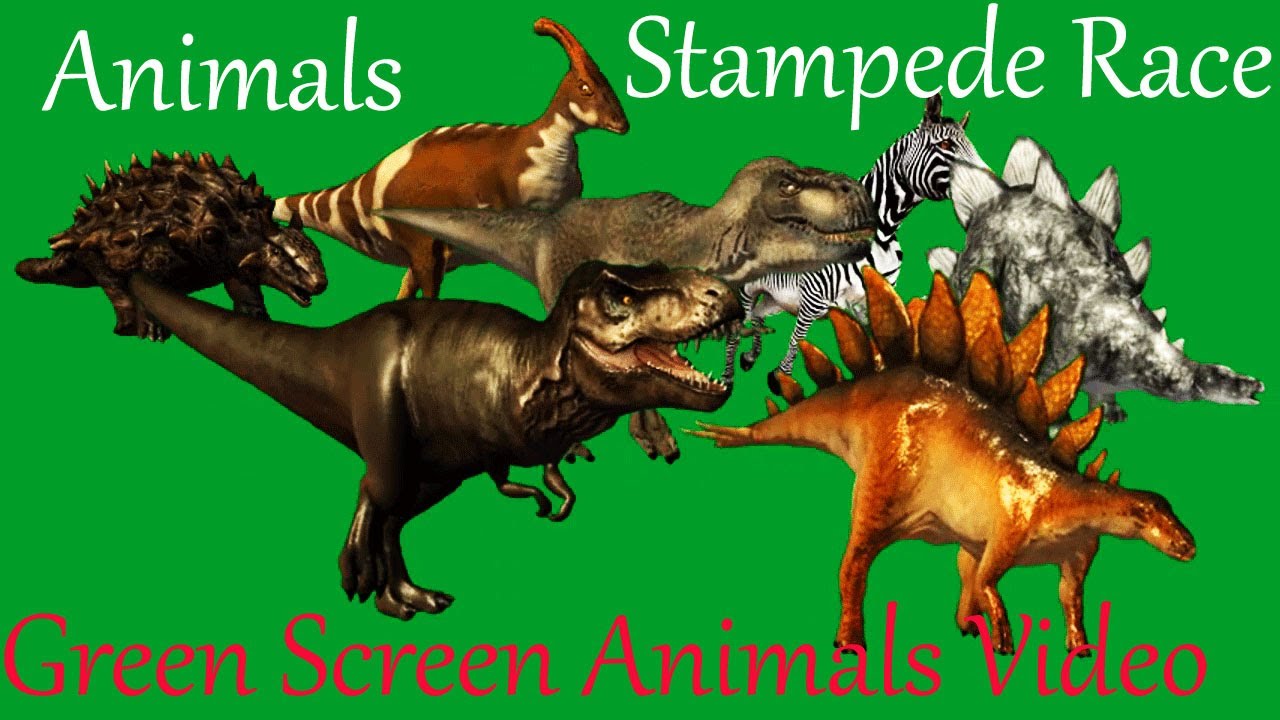 Green Screen Animals Stampede Race Running Green Screen Blue Screen ...