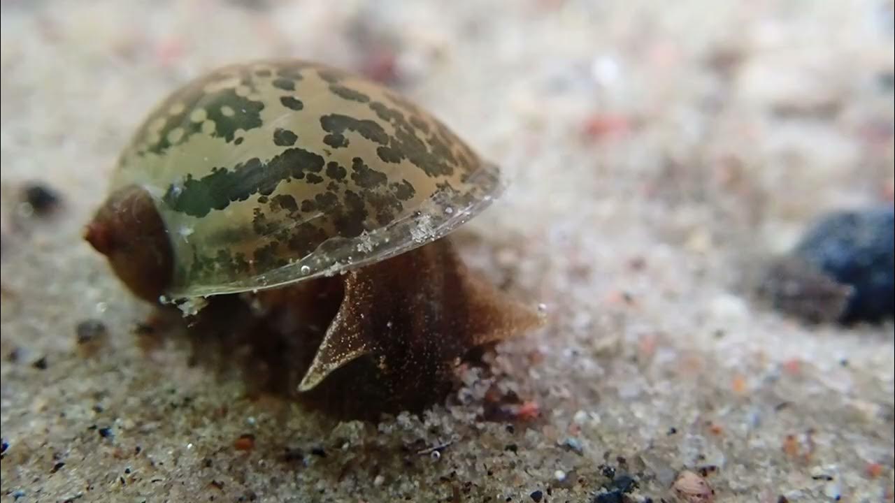 Ausveida dīķgliemezis / European ear snail / Radix auricularia - YouTube