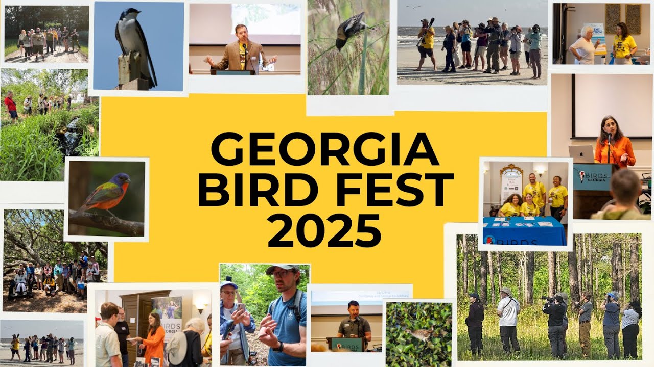 Highlights from Georgia Bird Fest 2025 - YouTube