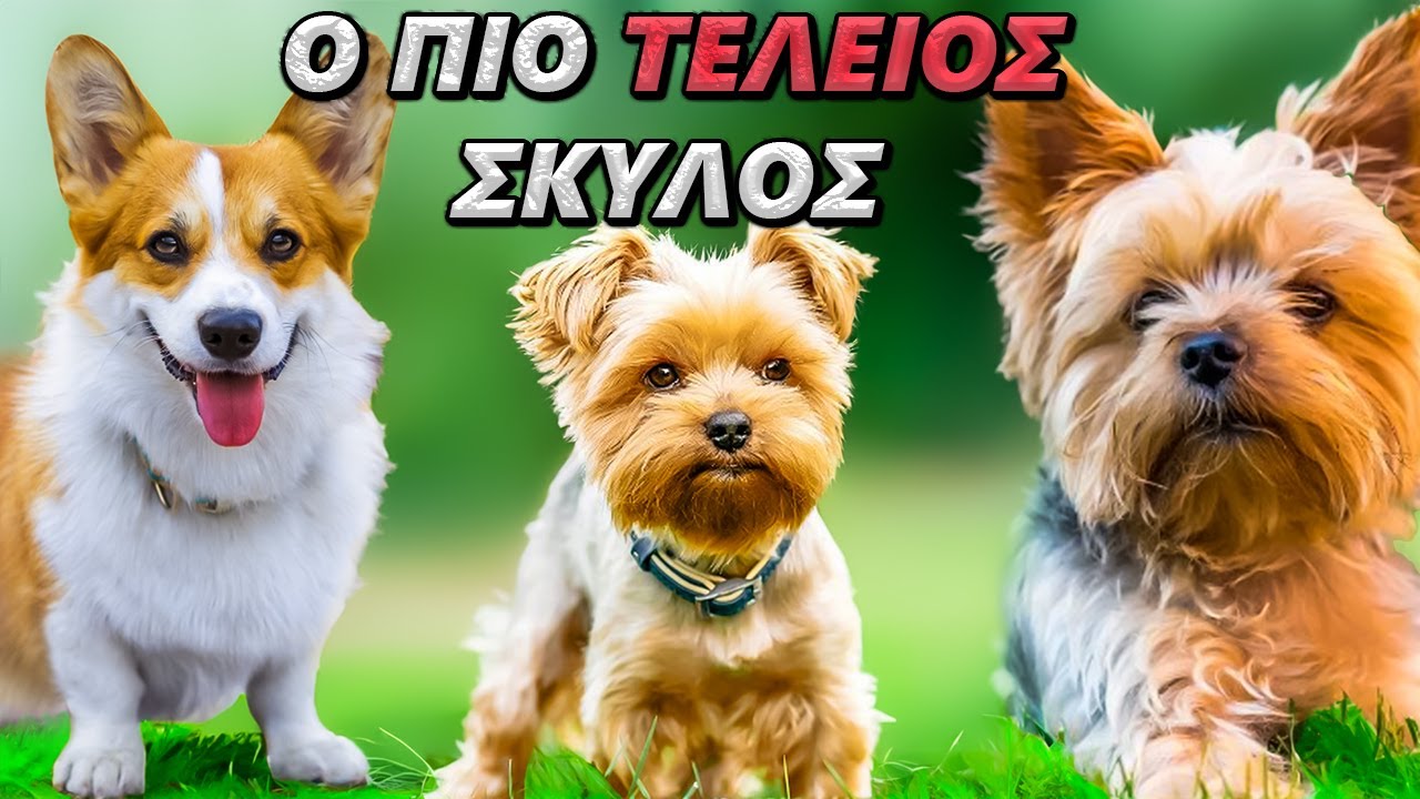 Ο ΤΕΛΕΙΟΣ σκύλος!!! 🐕🐕🐕 4 χαρακτηριστικά που πρέπει να γνωρίζετε. - YouTube