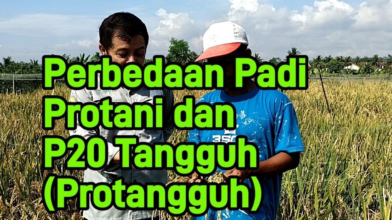Beda Padi Varietas Unsoed Protani dan Unsoed P20 Tangguh (Protangguh) #padigogo #protani # ...