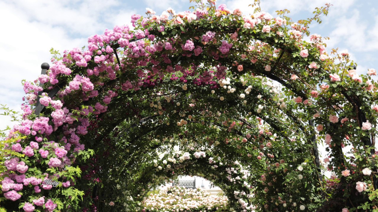 Beautiful Rose Tunnel 🌹🌹ローズトンネル🌹🌹2019 - YouTube