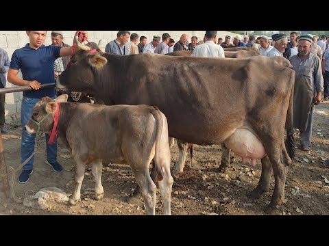 Yozyovon Sigir Bozori Bõğozlar Narxlari