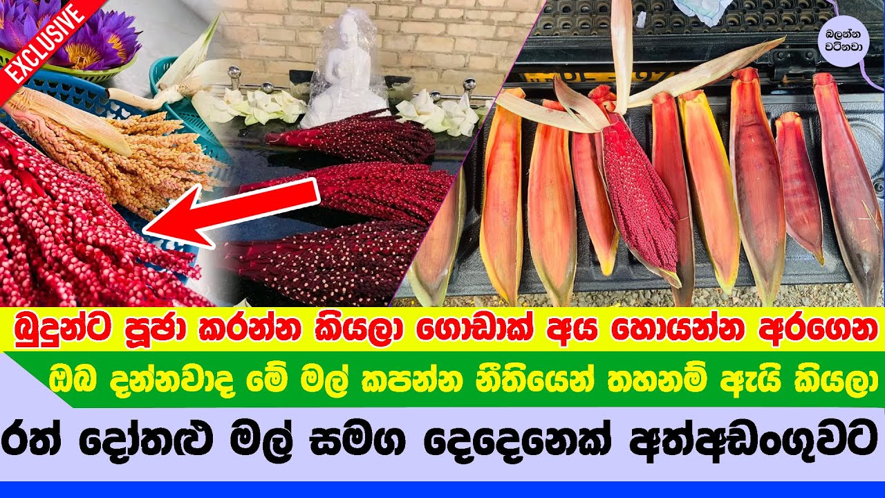හැමෝම බුදුන්ට පූඡා කරන්න කියලා හොයන රත්දෝතළු සමග දෙදෙනෙක් අත්අඩංගුවට ...