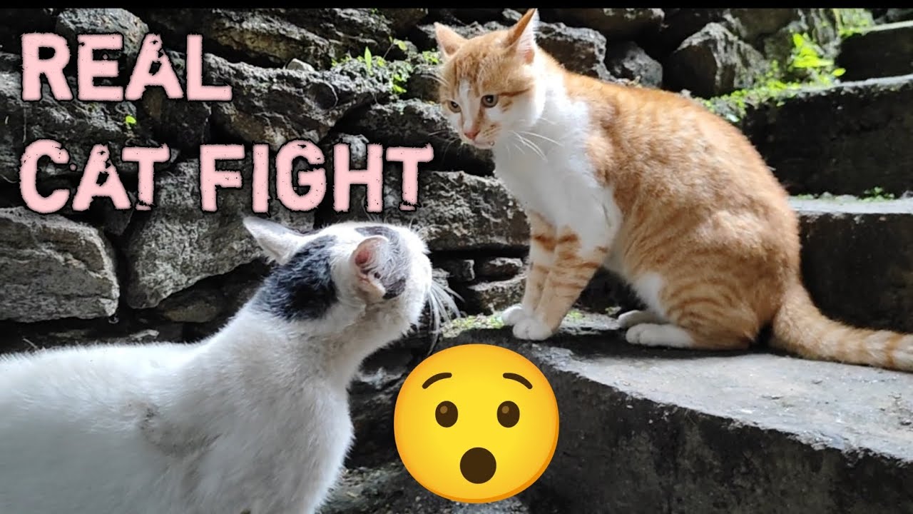 Real Cat Fight || Cat Fight || बिल्लियों की असली लड़ाई #cat #catfight # ...