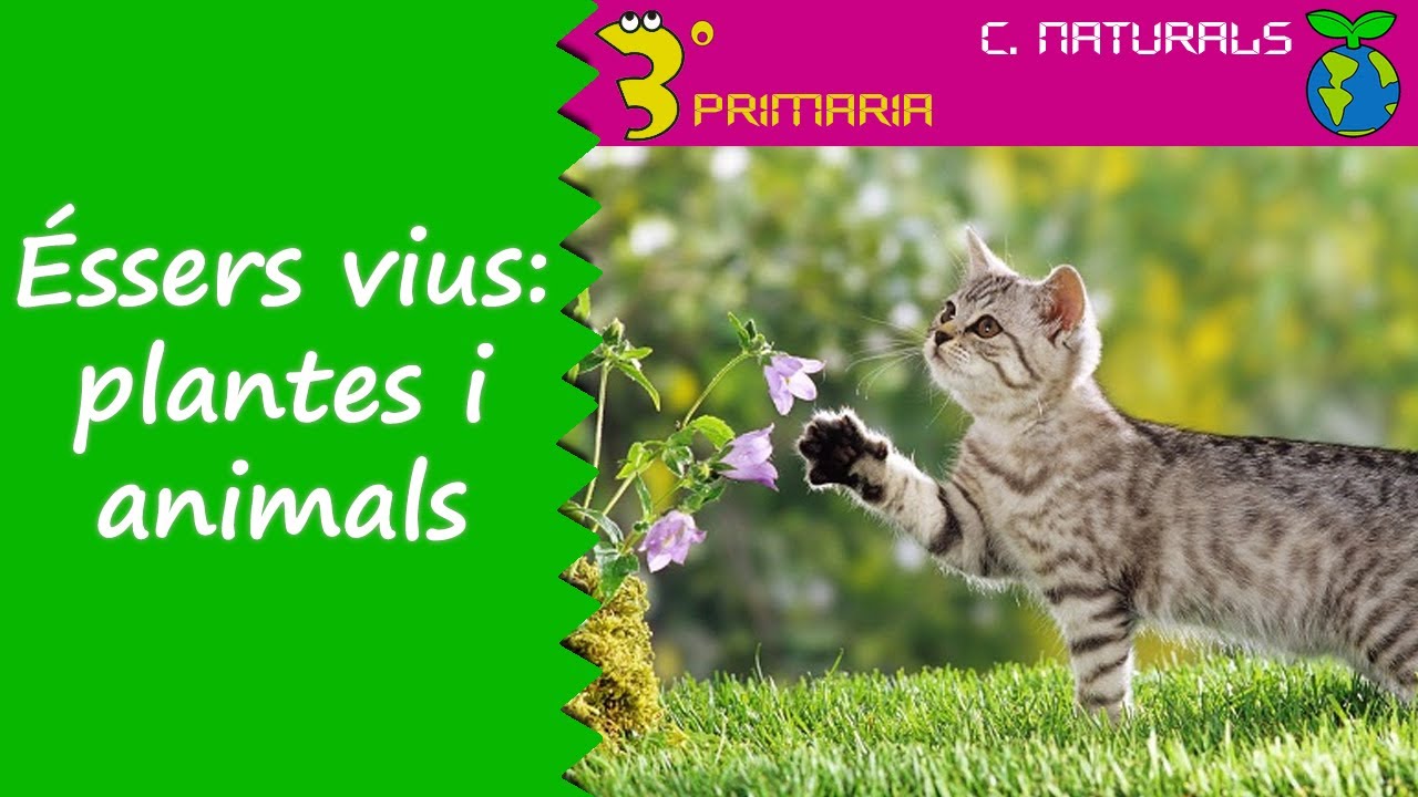 Ciències de la Naturalesa. 3r Primària. Tema 1. Grups d'éssers vius ...