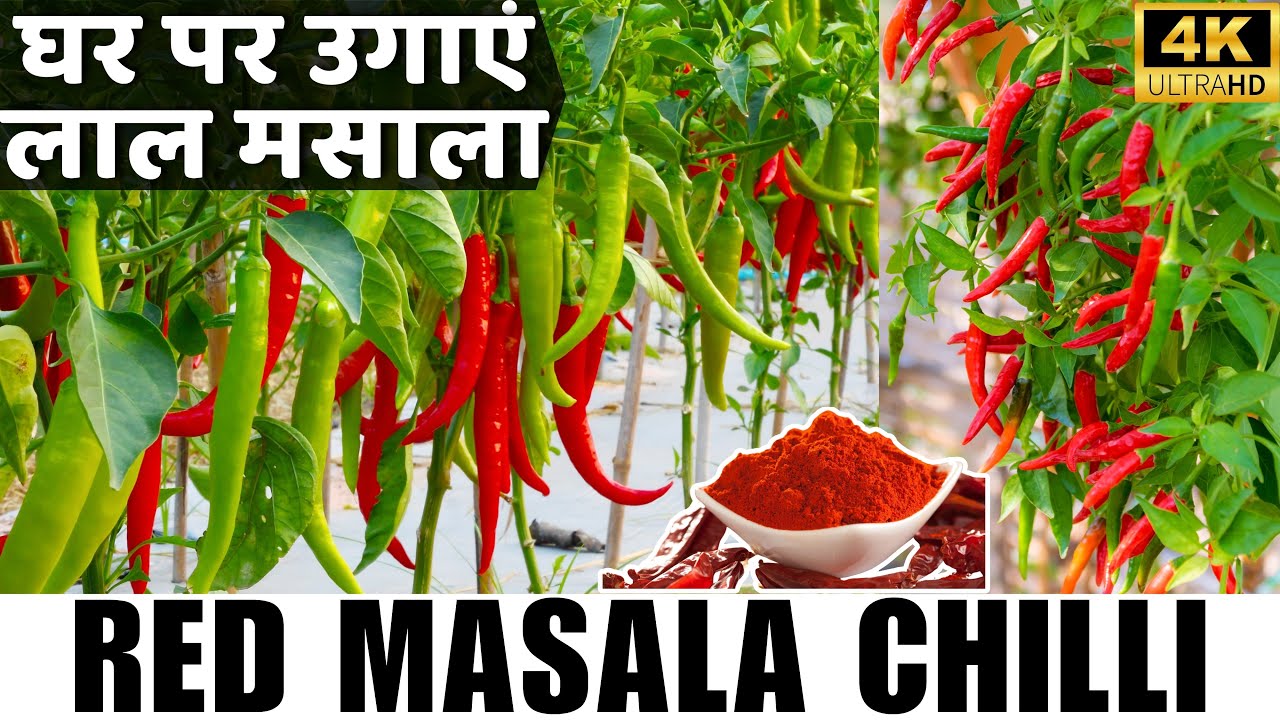 How to grow red chilli at home | Easy Way to Grow red Chilli Plant | घर ...