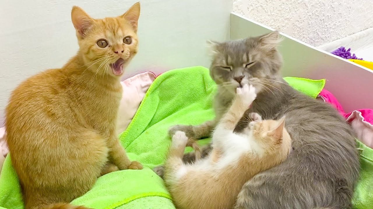 Mama cat calico left her kittens to her Scottish friend and went to nap ...